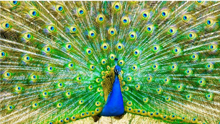 Ovo de pavão é comestível? Descubra aqui! - Ovo.blog.br